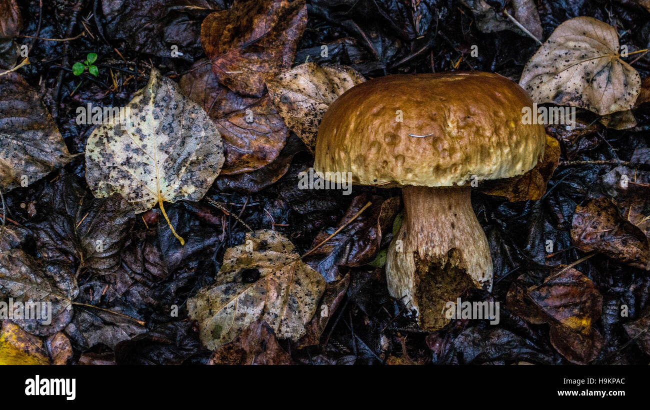 Decomposing mushroom Stock Photo - Alamy