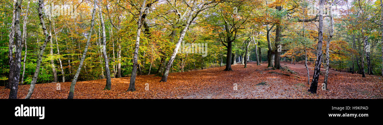 UK, England, Surrey, Autumn Forest panorama Stock Photo - Alamy