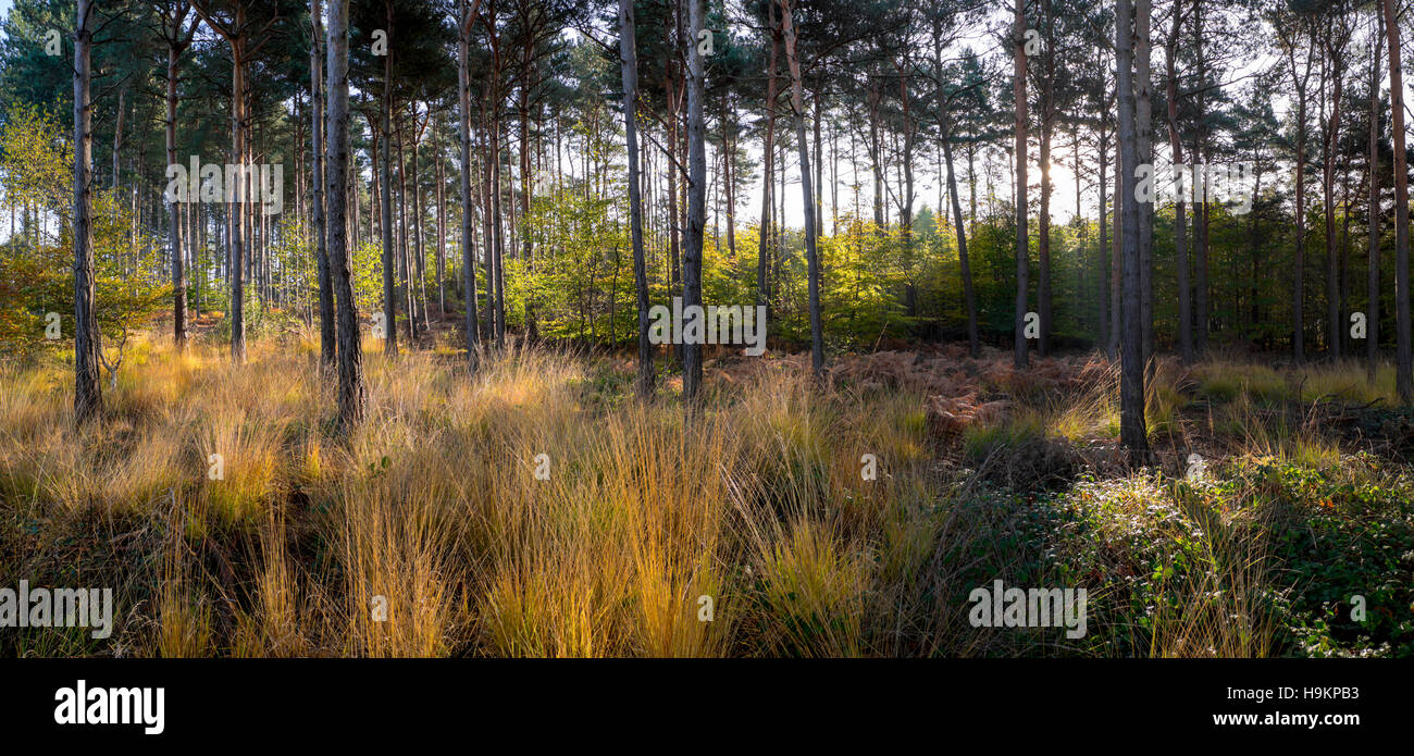 Beautiful long grass hi-res stock photography and images - Alamy