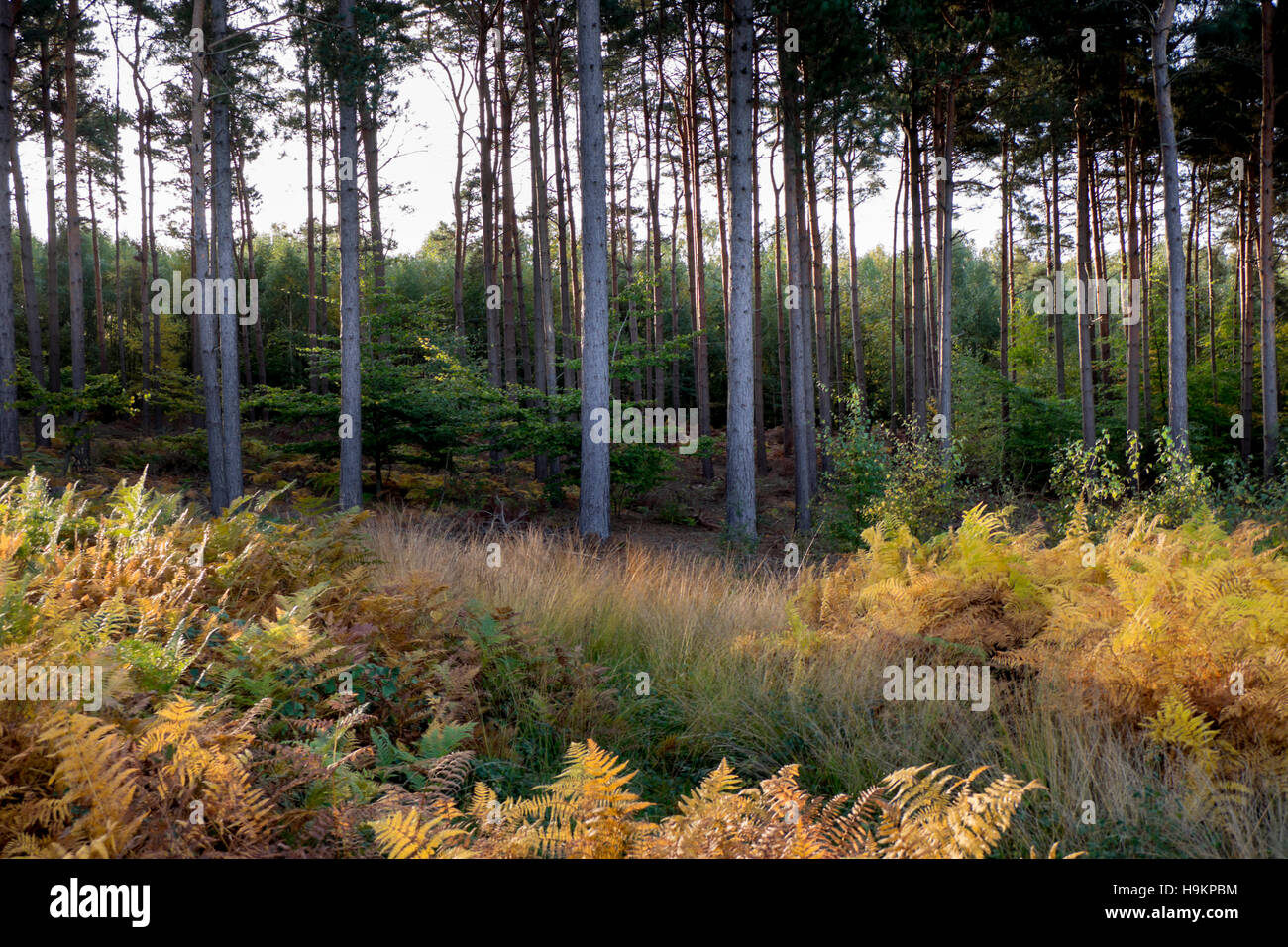 UK, England, Surrey, Autumn Forest landscape Stock Photo - Alamy