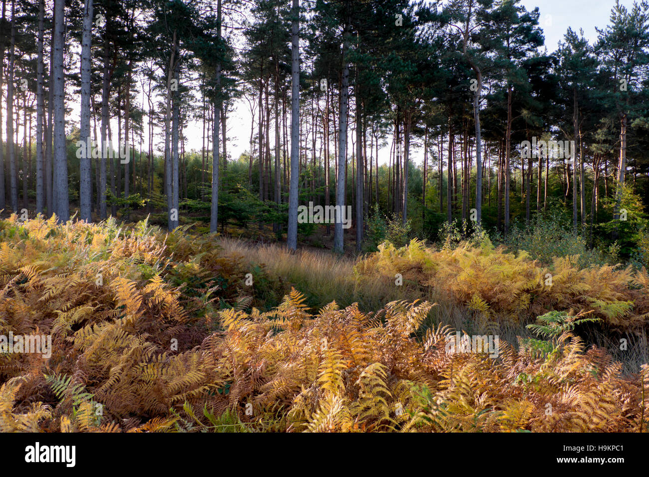 UK, England, Surrey, Autumn Forest landscape Stock Photo - Alamy