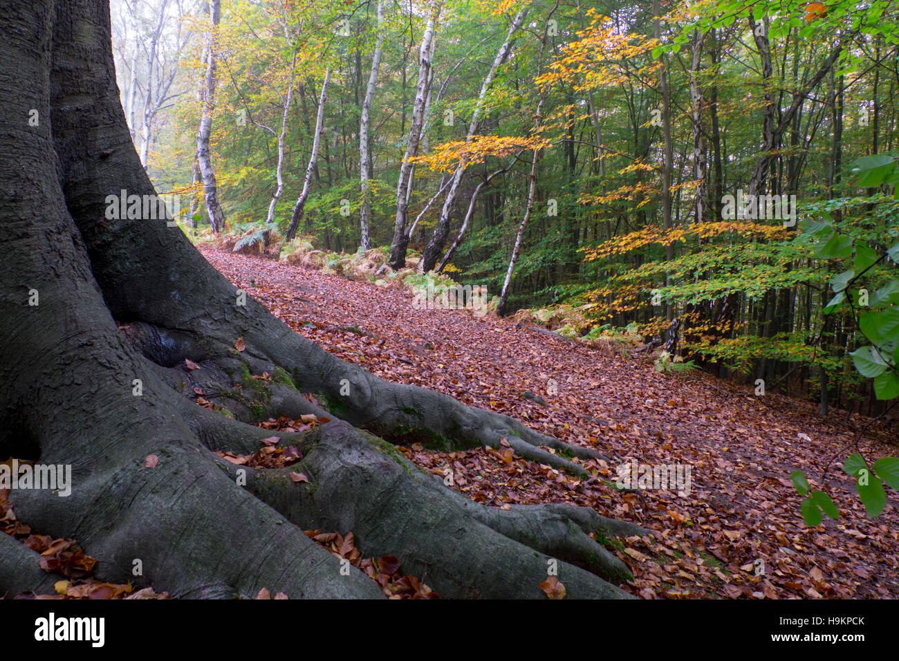 UK, England, Surrey, Autumn Forest landscape Stock Photo - Alamy
