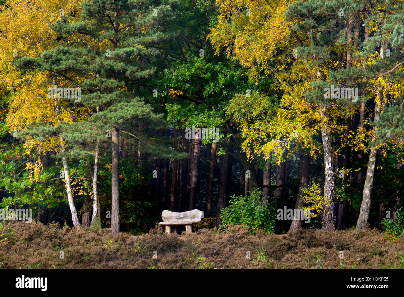 UK, England, Surrey, Autumn Forest landscape Stock Photo - Alamy