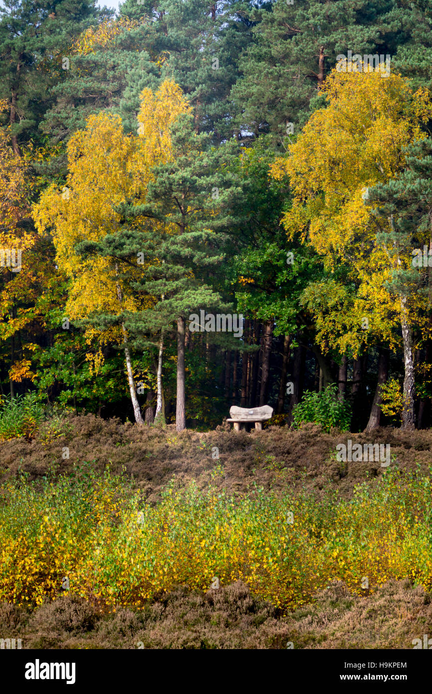 UK, England, Surrey, Autumn Forest landscape Stock Photo - Alamy