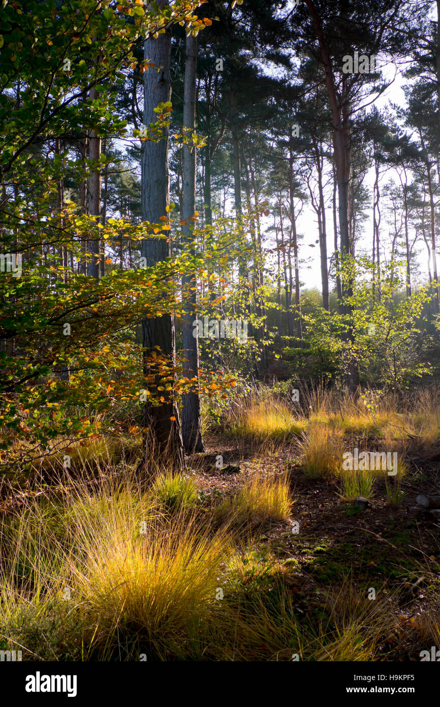 UK, England, Surrey, Autumn Forest landscape Stock Photo - Alamy