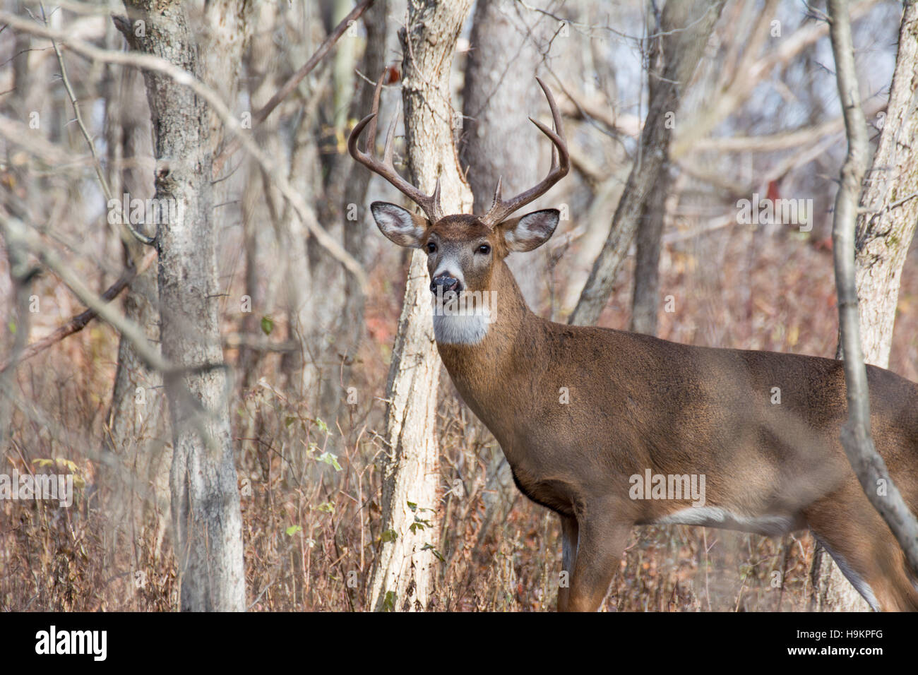 Whitetail Deer Buck standing in a thicket Stock Photo - Alamy