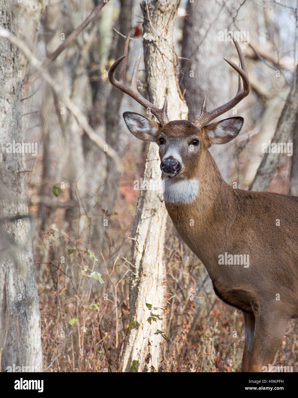 Whitetail Deer Buck standing in a thicket Stock Photo - Alamy