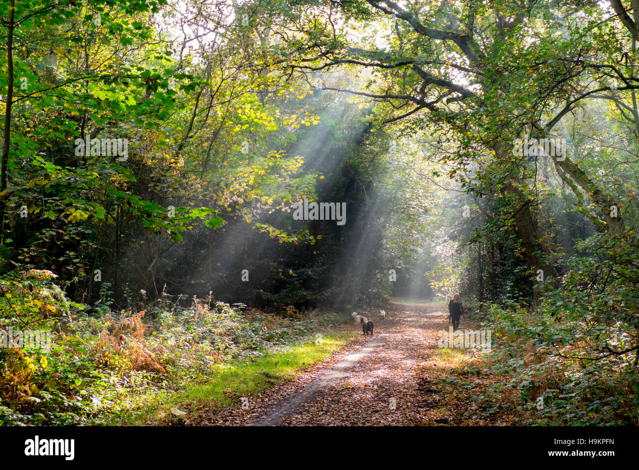 UK, England, Surrey, Autumn Forest path Stock Photo - Alamy