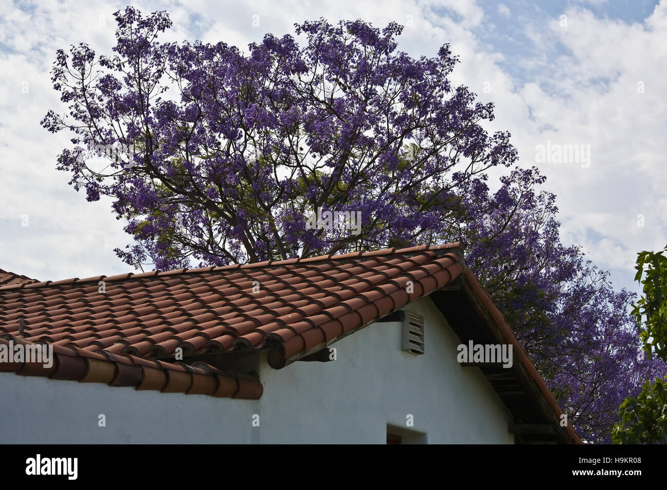 Grape Myrtle tree and clay roof tiles on the grounds of Mission San ...