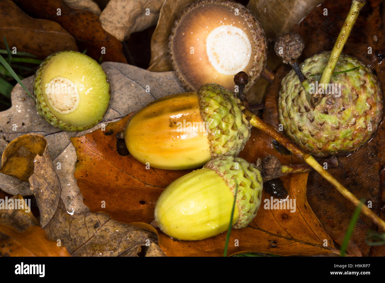 Autumn fall of Oak Tree Acorns taken around Durham, England Stock Photo ...