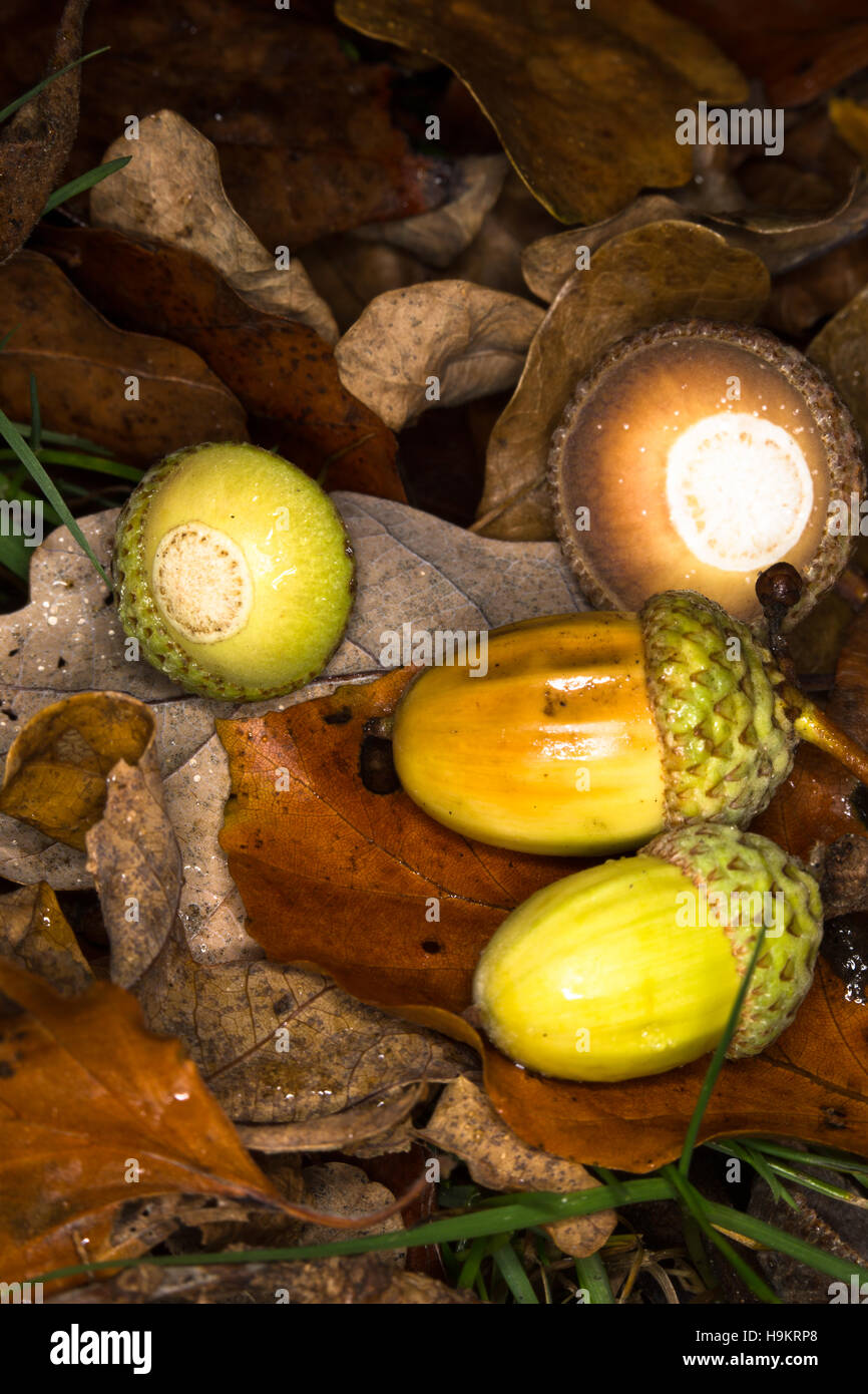 Acorn mast hi-res stock photography and images - Alamy