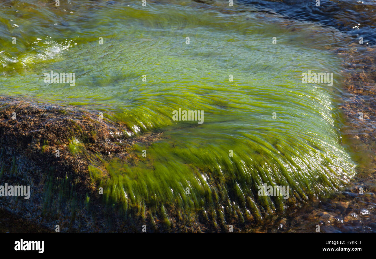 Coast, seaweed or wrack and stones in closeup. Waves roll in, some foam ...