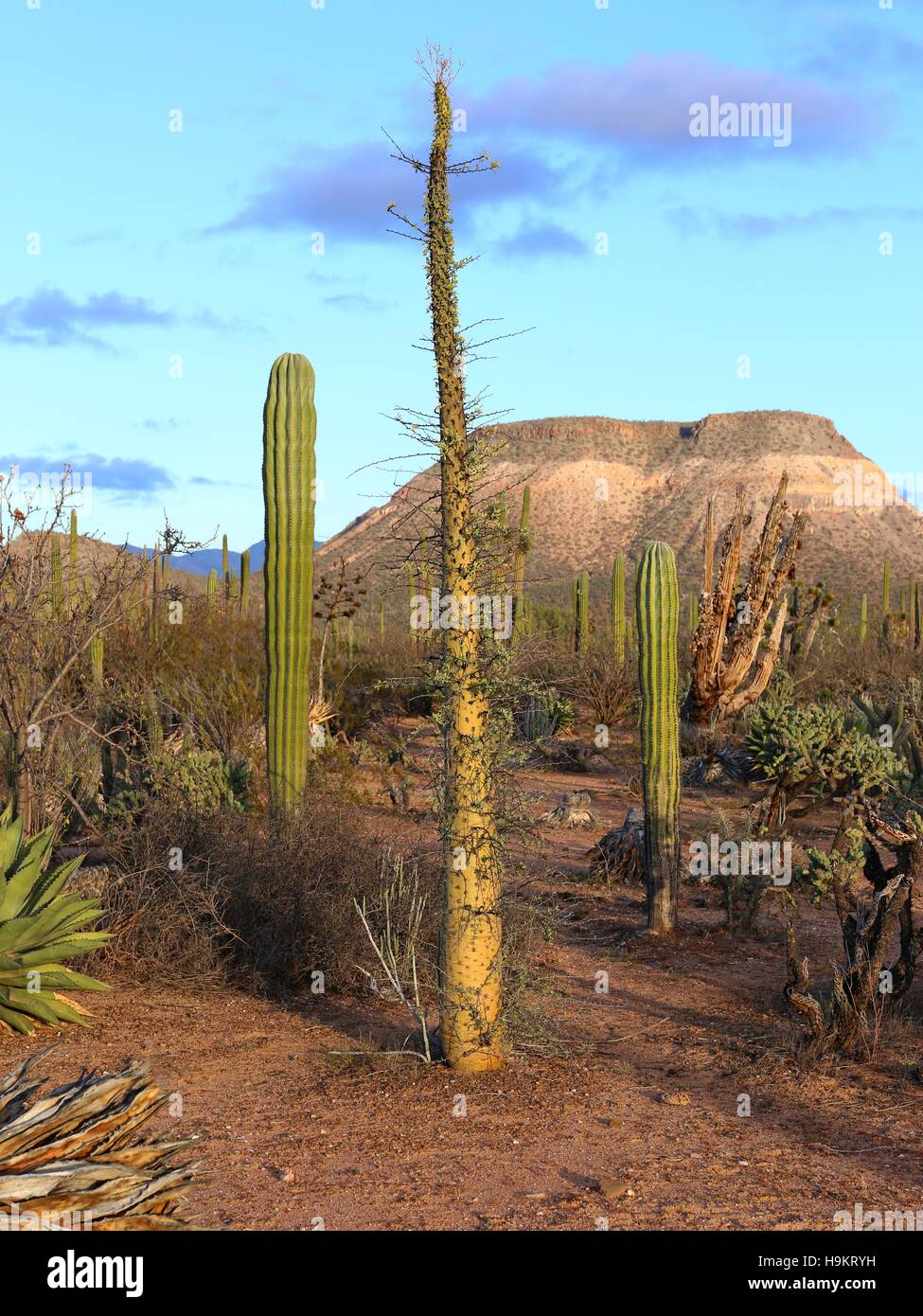 Boojum Tree High Resolution Stock Photography and Images - Alamy