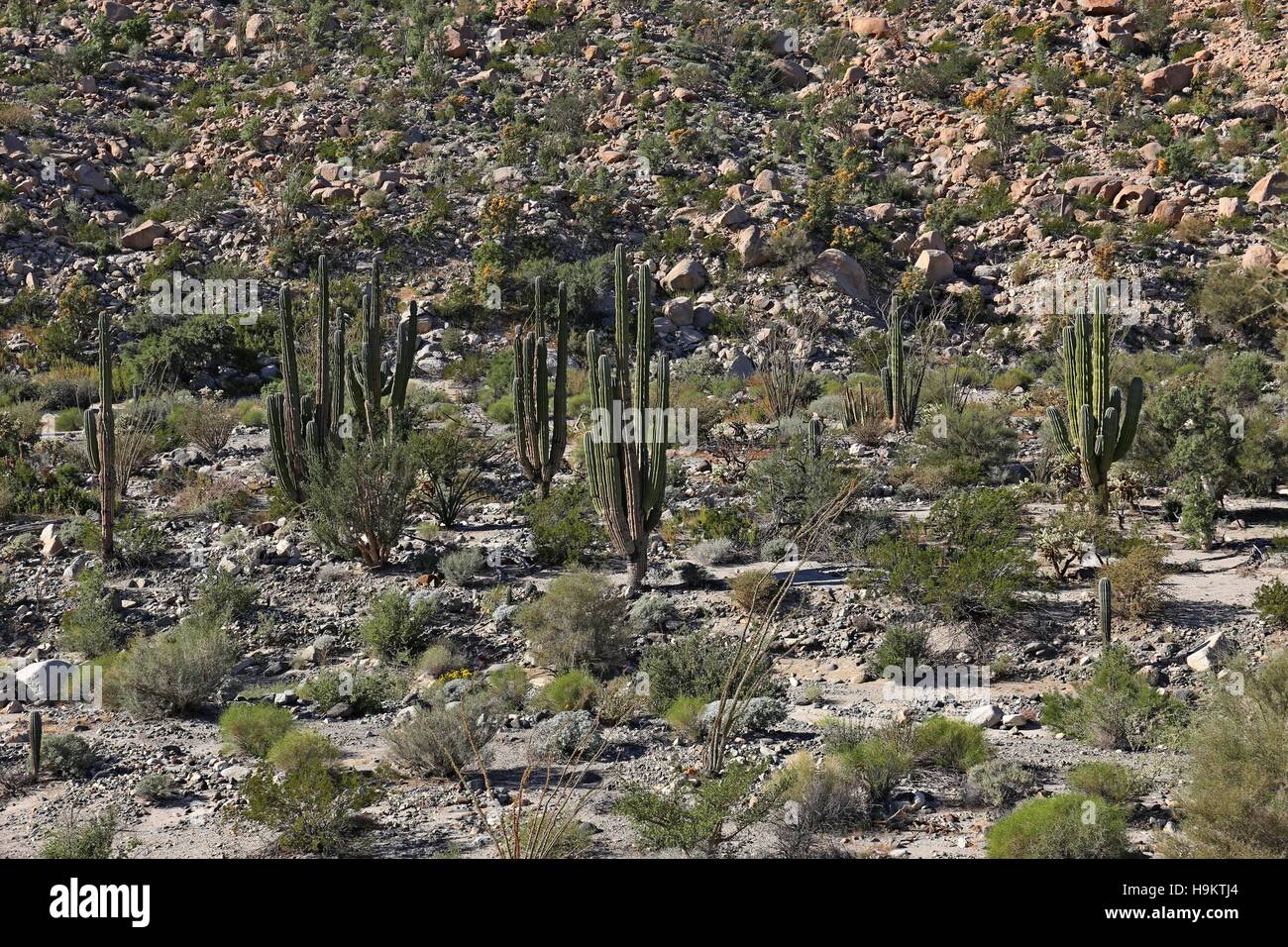 Cactus fields in Mexico,Baja California Stock Photo - Alamy