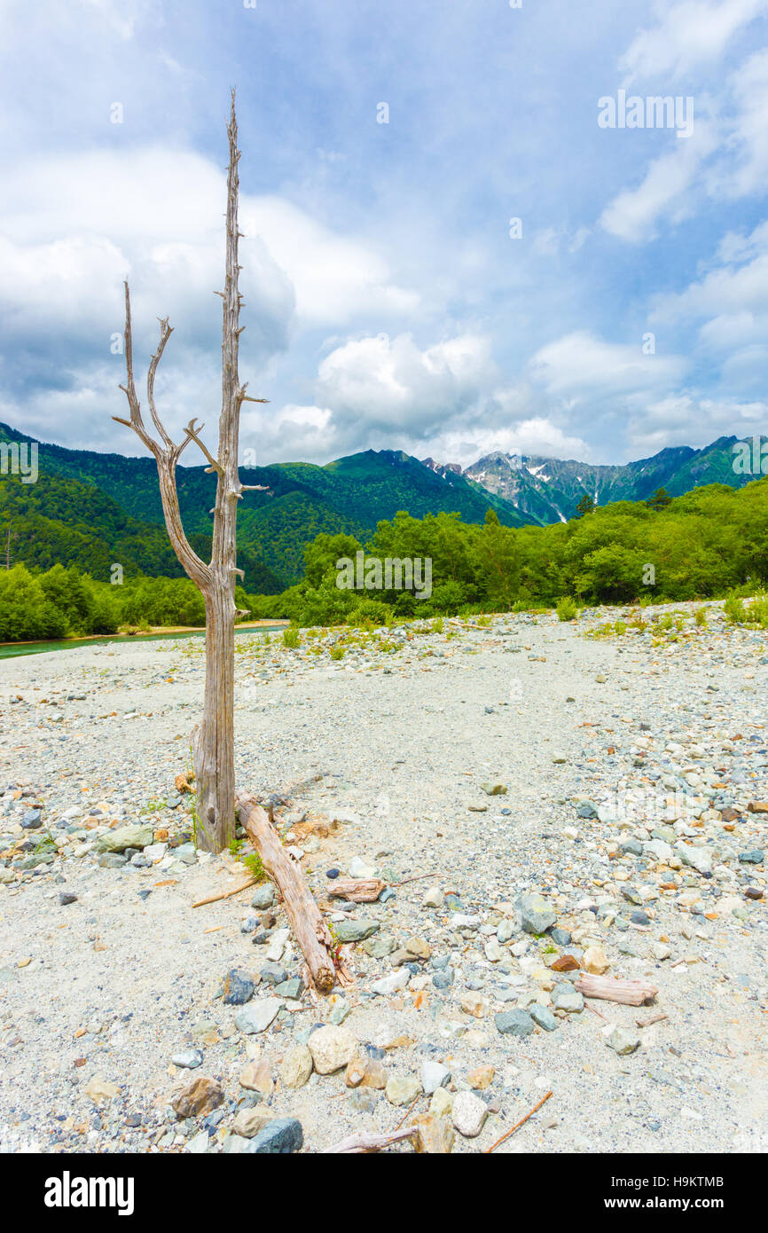 Dead tree on dry riverbed with landscape view of Mount Hotaka Dake in ...