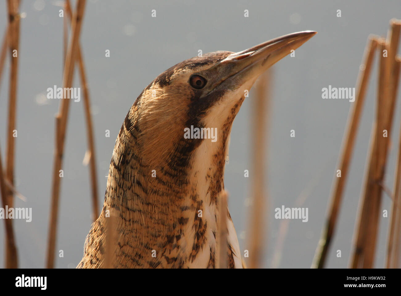 A rare and elusive Bittern (Botaurus stellaris) hunting in the reed bed ...