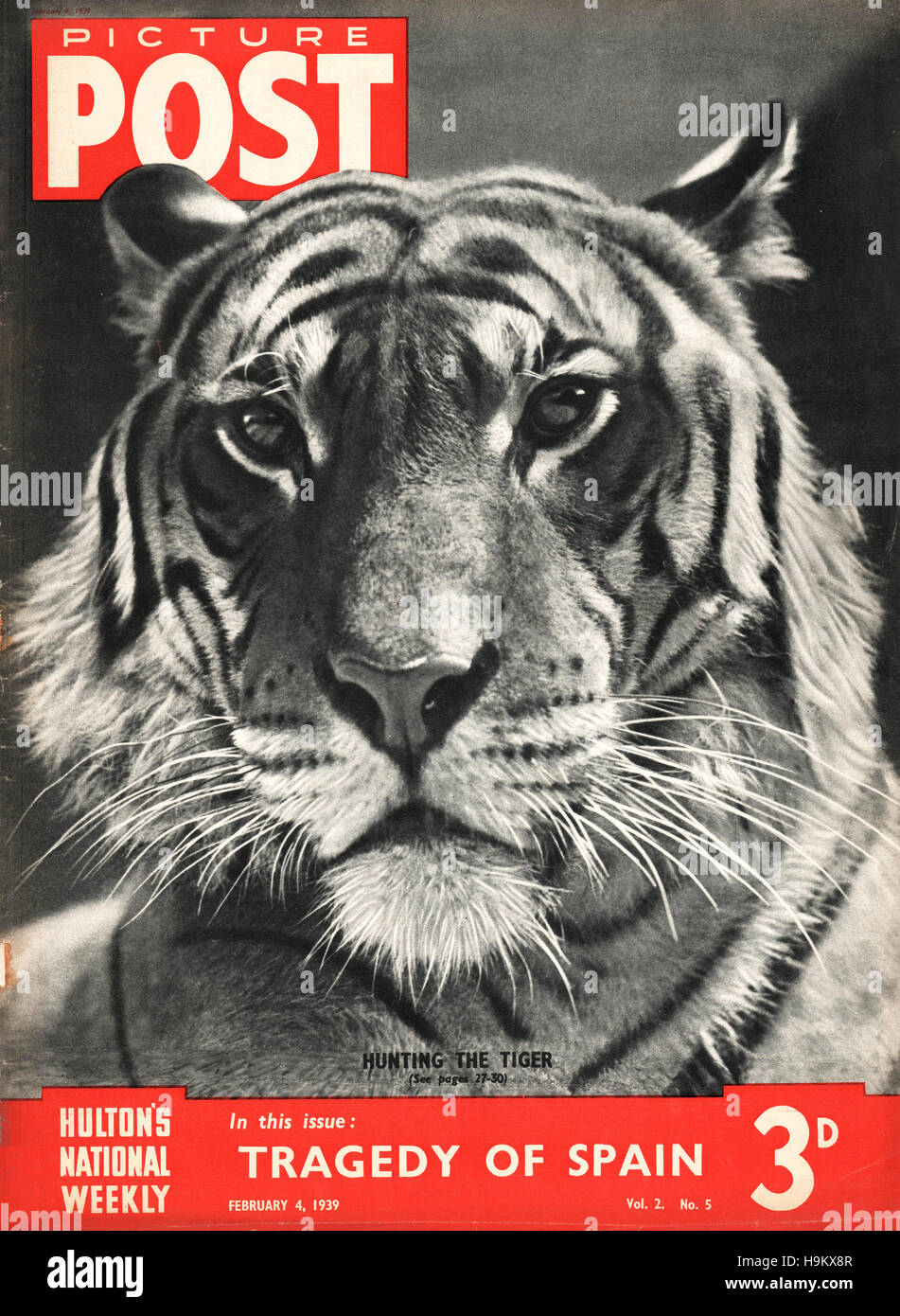1939 Picture Post Tiger Stock Photo - Alamy