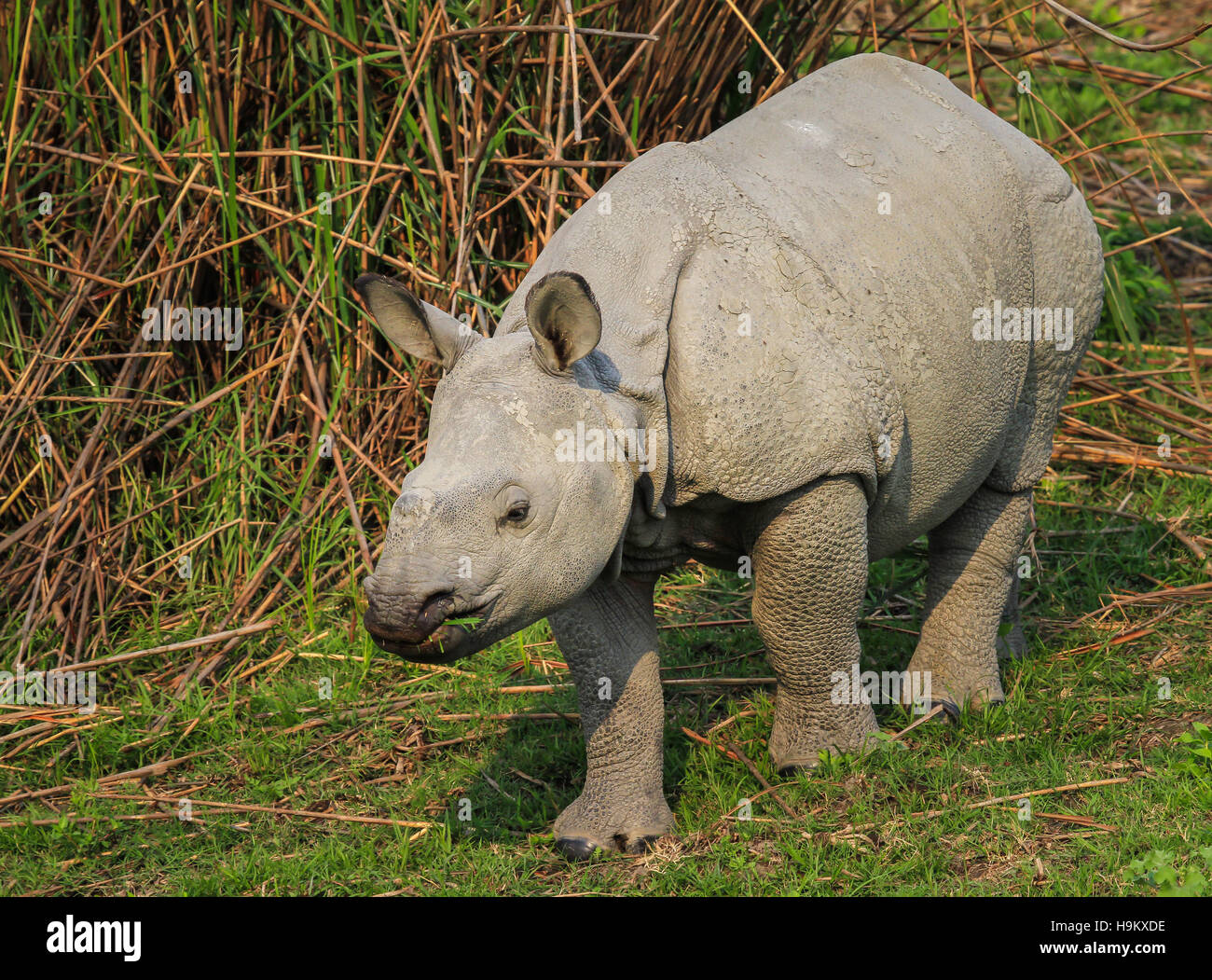 Indian rhinoceros endemic and endangered species list. nature in ...