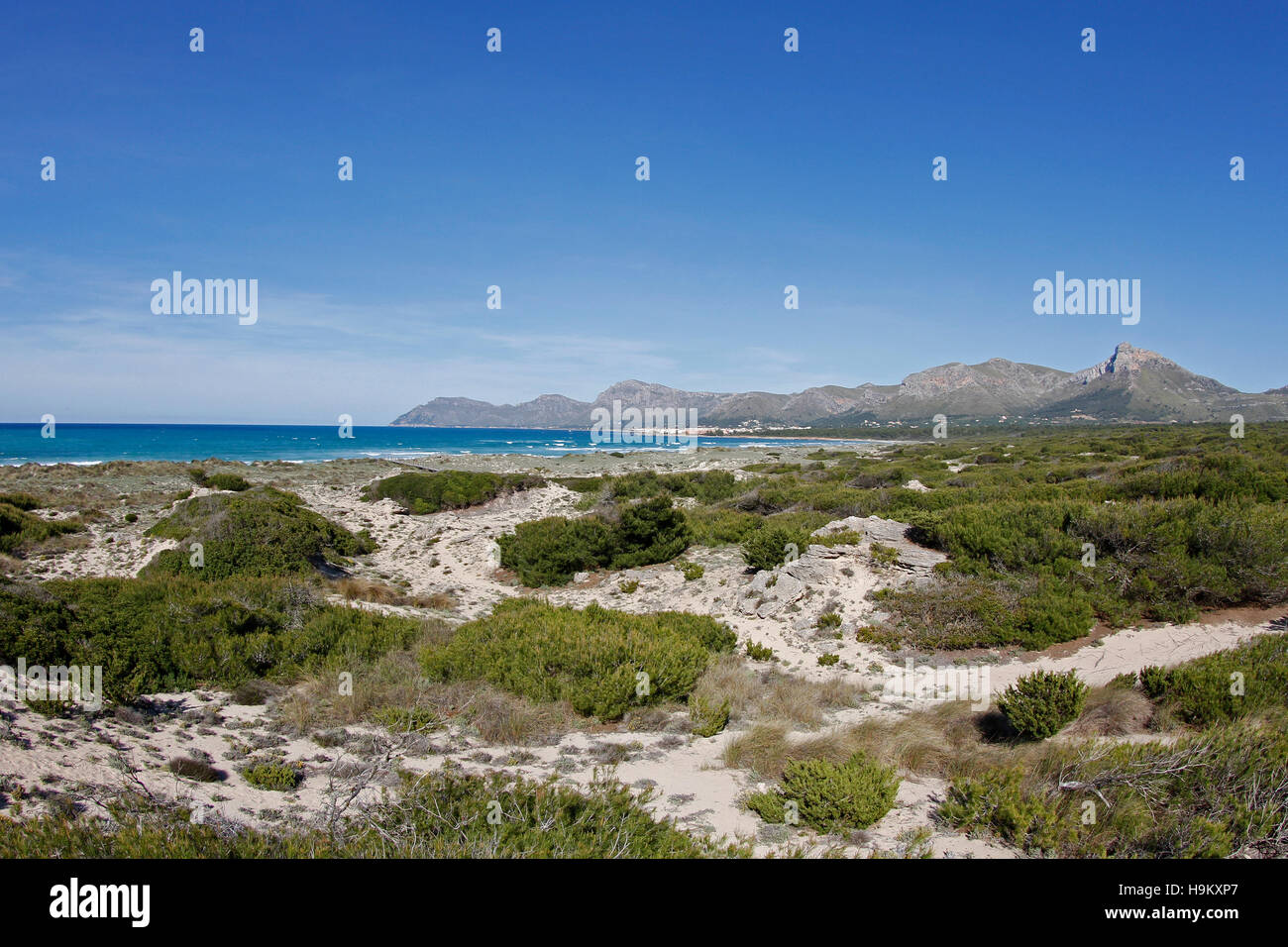Sandy area with dunes on the beach Stock Photo - Alamy
