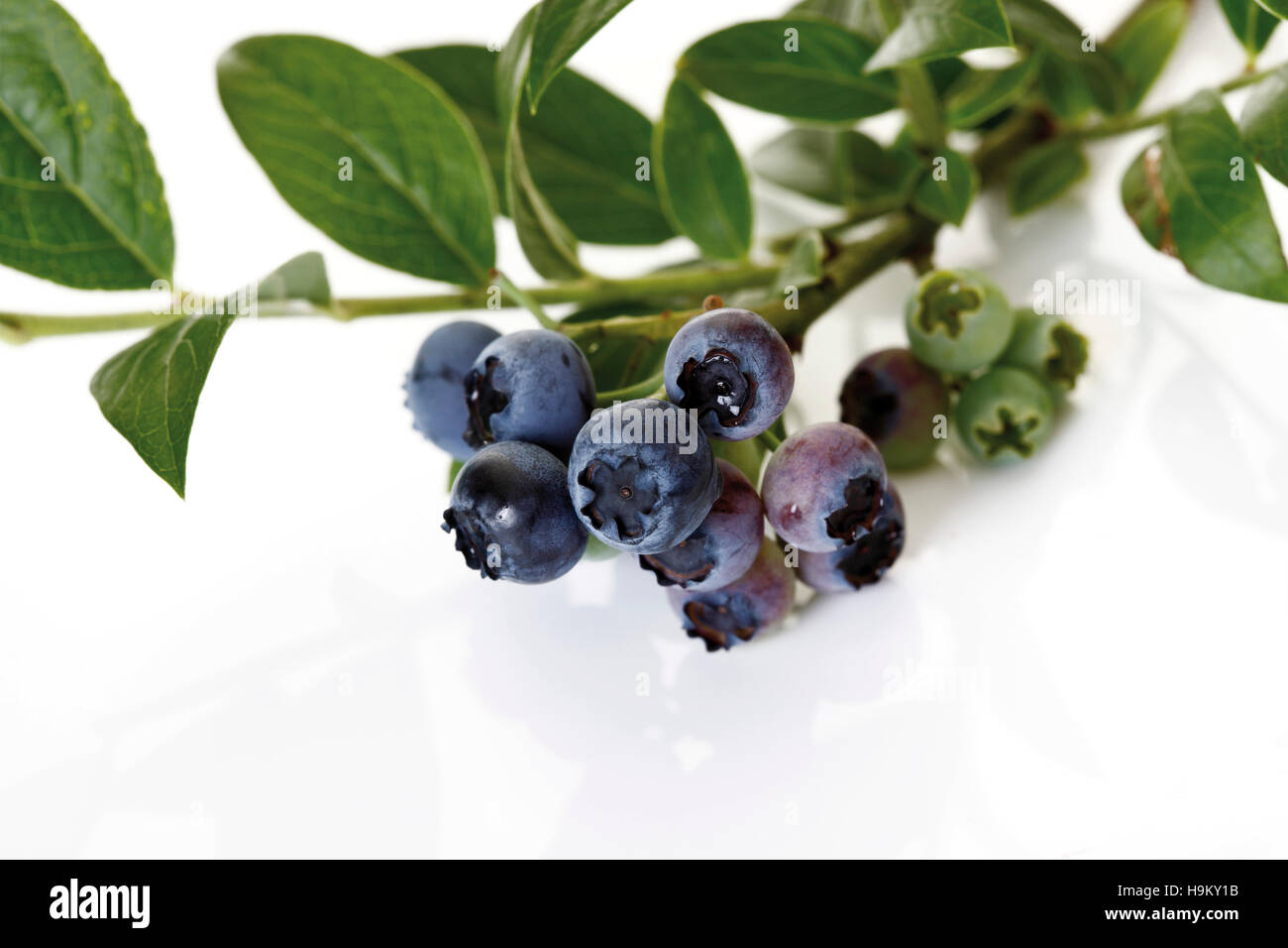 Blueberries with leaves Stock Photo - Alamy
