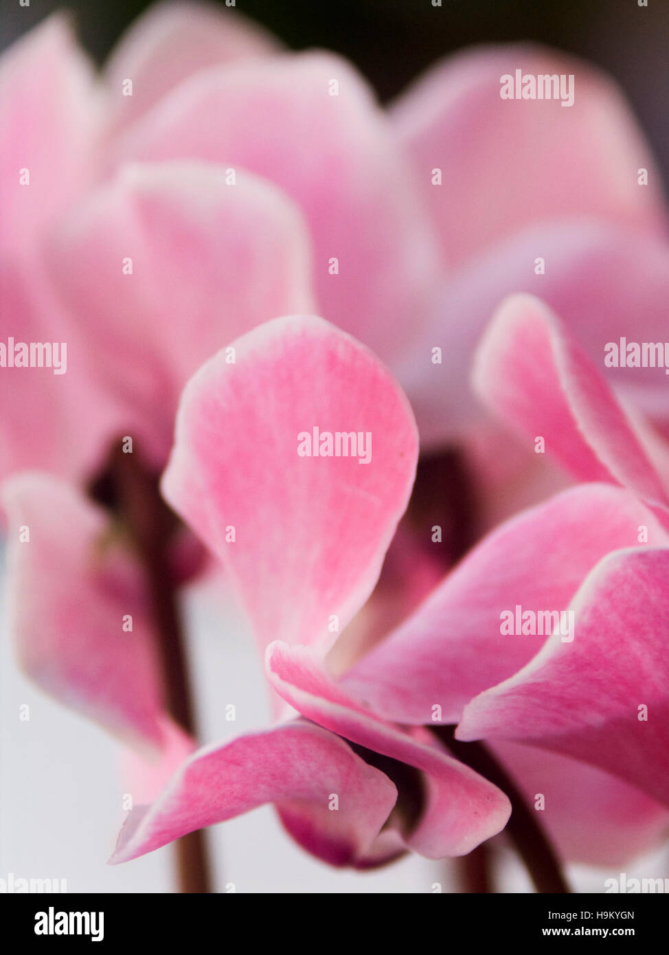 Cyclamen (Cyclamen cilicium), pink flower, closeup Stock Photo - Alamy