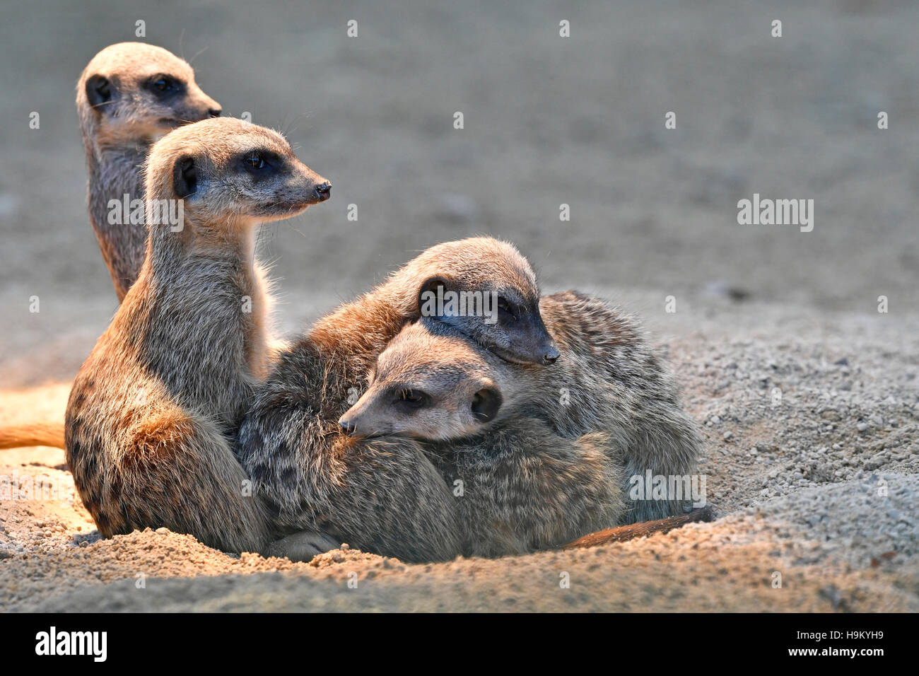 Meerkats In Love