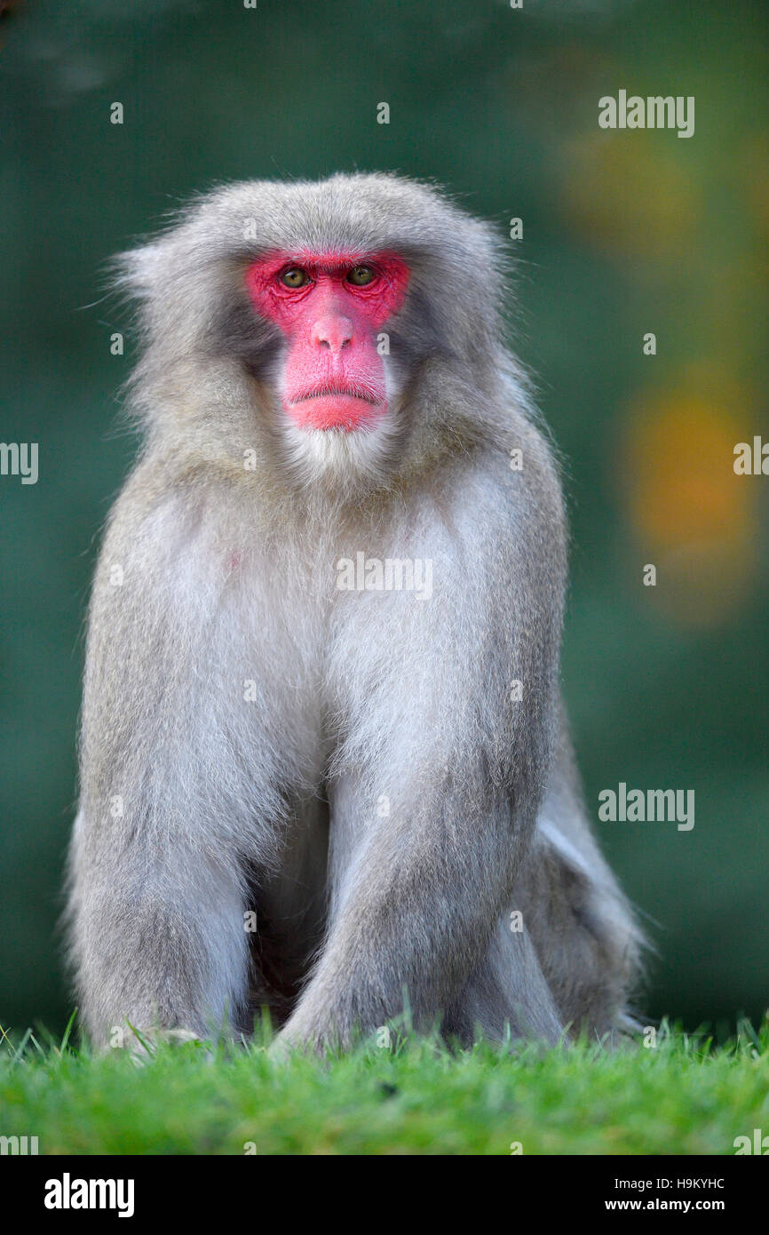 Angry snow monkey hi-res stock photography and images - Alamy