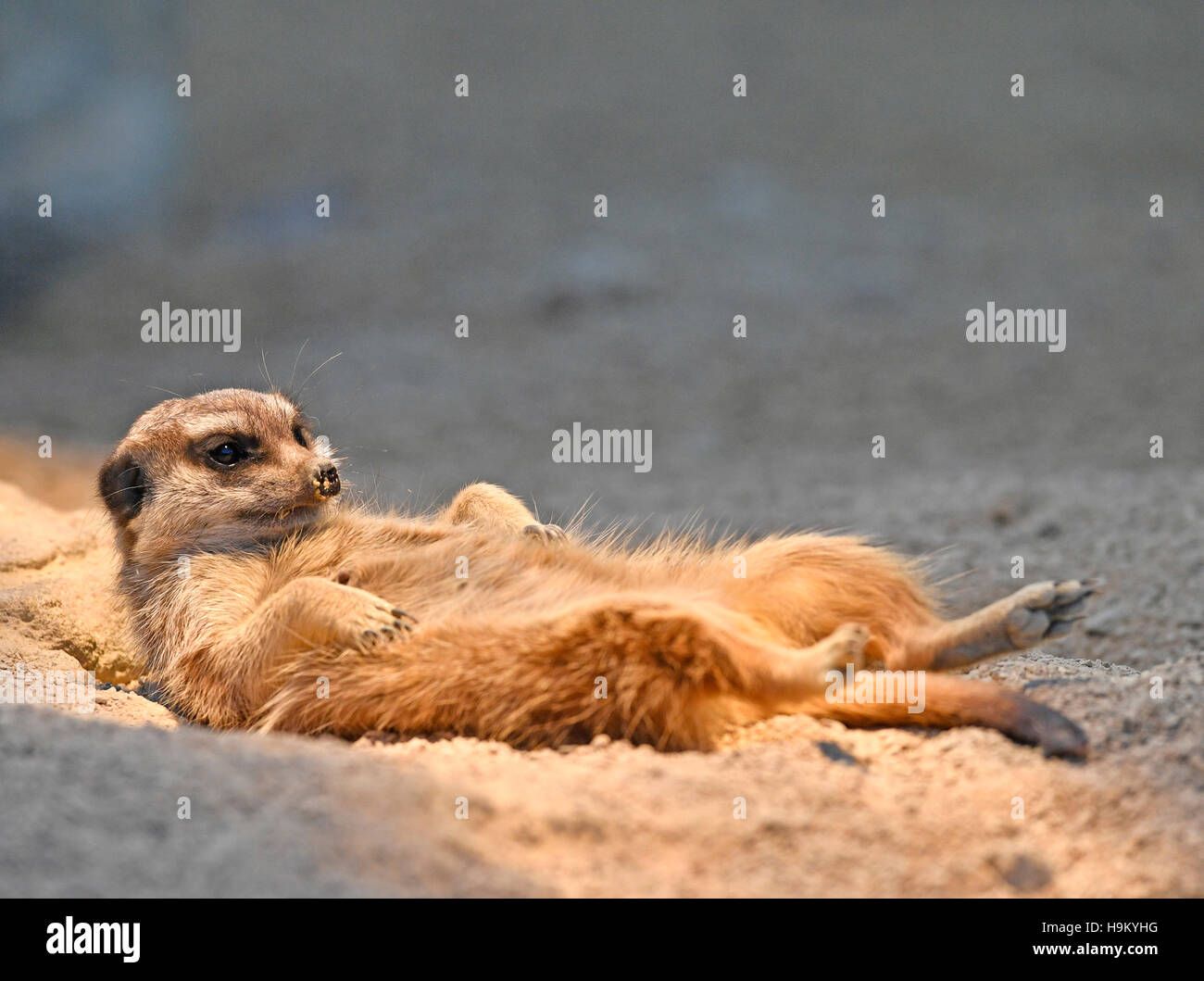 Meerkat Enclosure High Resolution Stock Photography and Images - Alamy