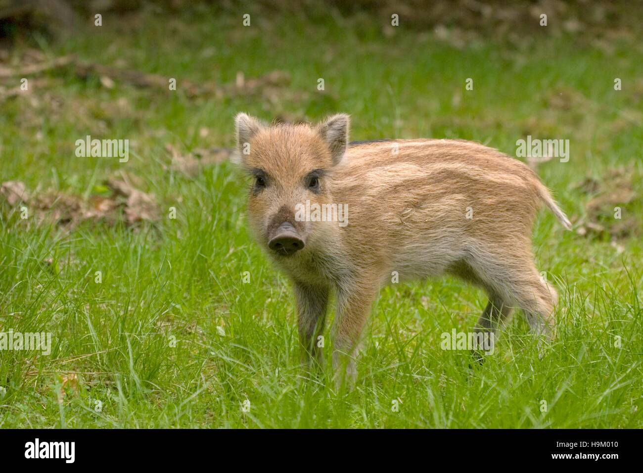 Wild Boar (Sus scrofa), shoat Stock Photo - Alamy