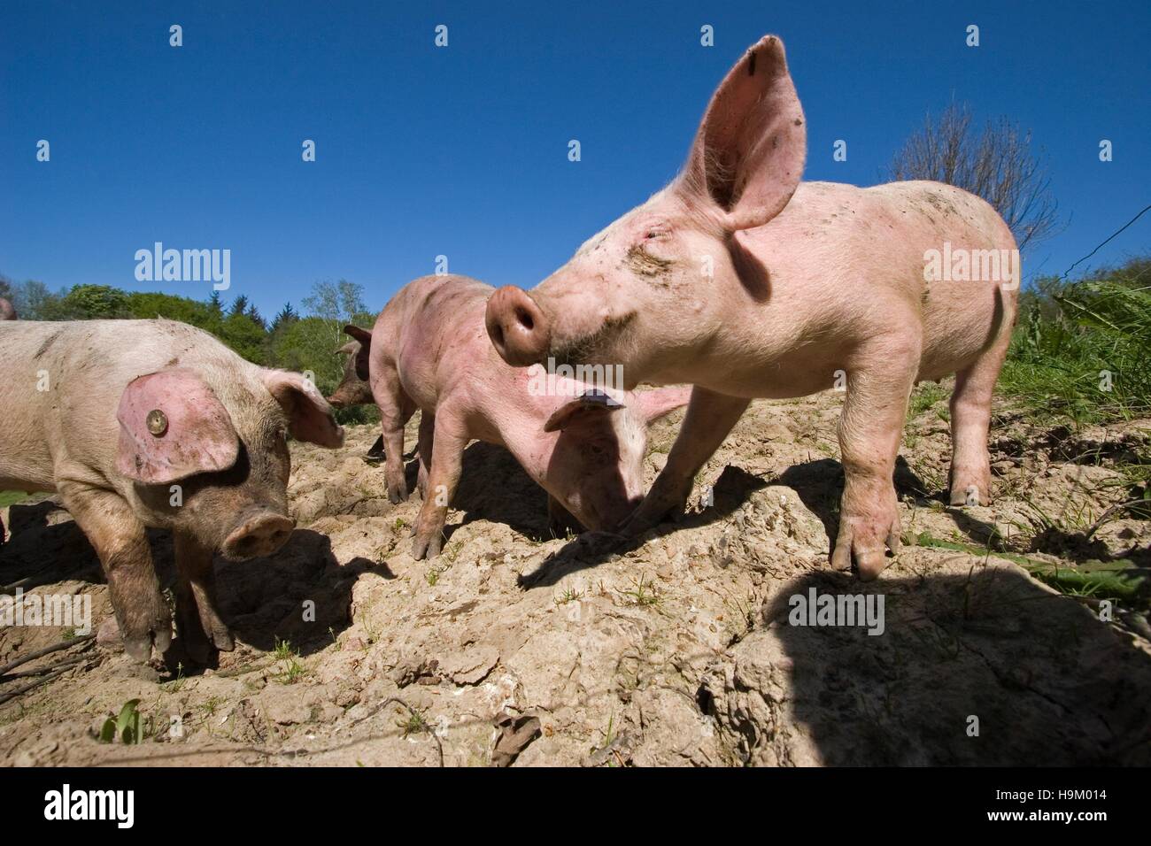 Domestic pigs (Sus scrofa domestica Stock Photo - Alamy