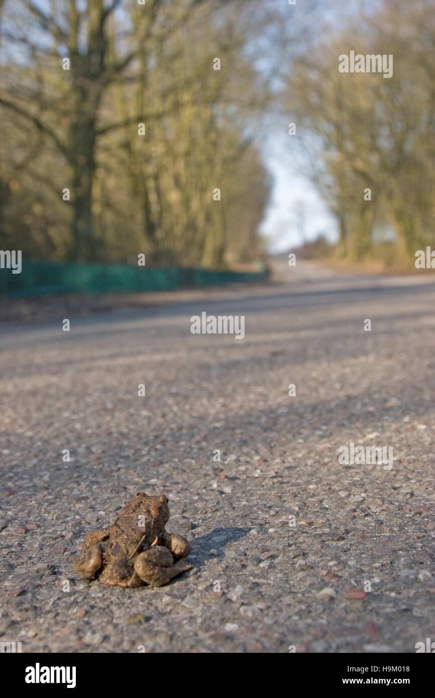 Street crossing common toad hi-res stock photography and images - Alamy