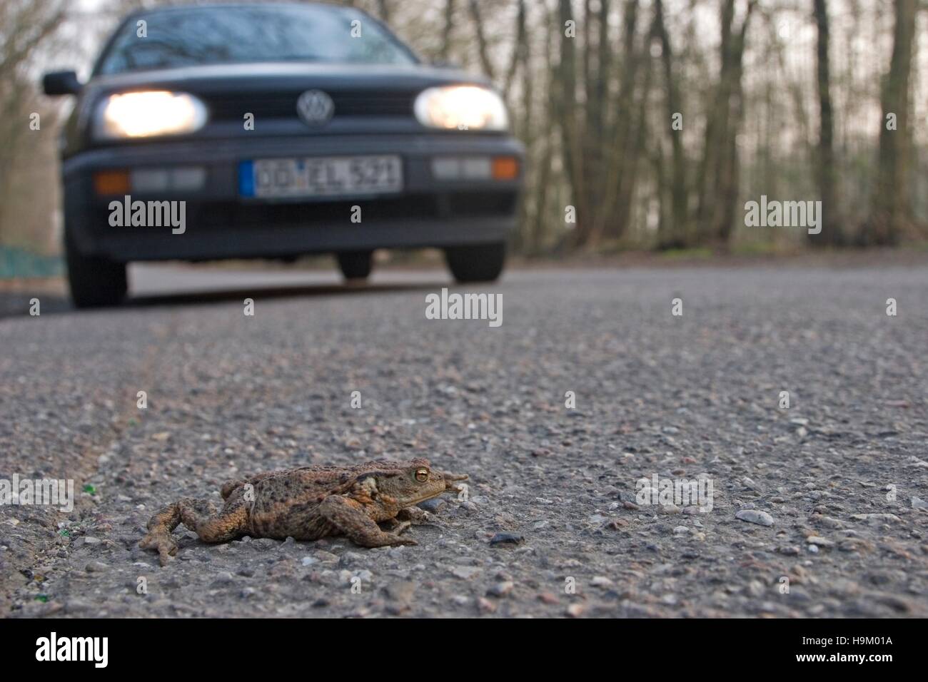 Common Toad (Bufo bufo) crossing a road in front of a car Stock Photo ...
