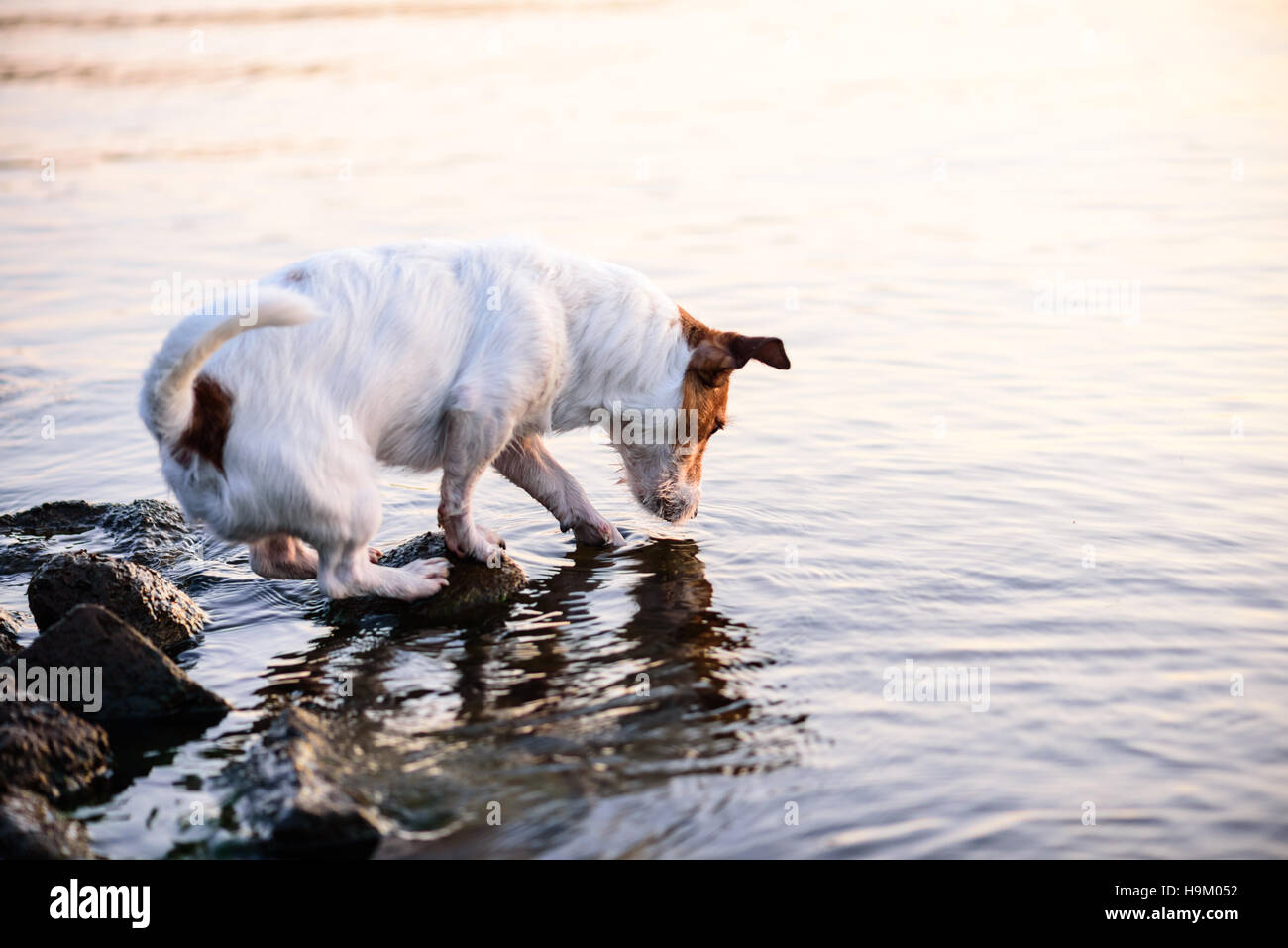 Dog fish hi-res stock photography and images - Alamy