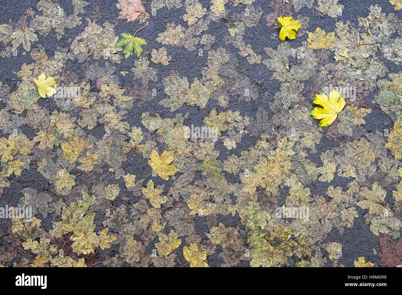 Full frame autumn background of fall leaves pressed into the asphalt of ...