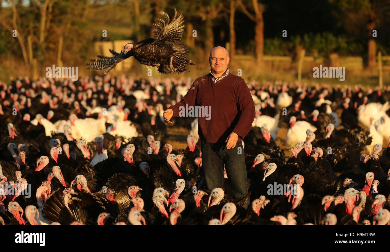 David McEvoy with his free range turkeys at McEvoy's farm in Louth ...