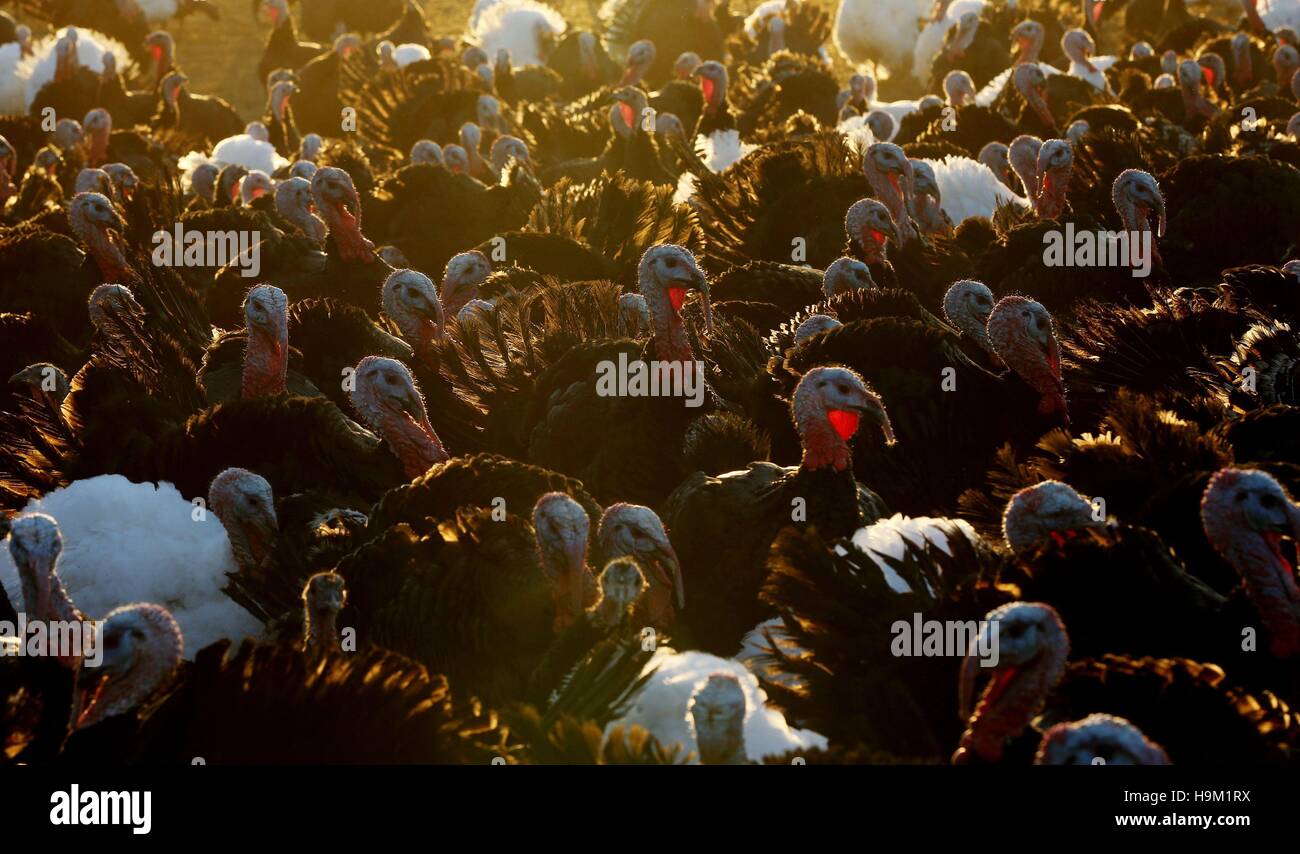 Free range turkeys at McEvoy's farm in Louth, Ireland, ahead of the ...