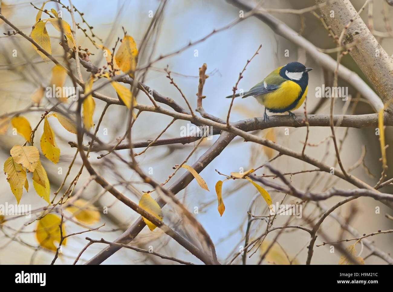 Parus major, great tit bird on autumn branch tree Stock Photo - Alamy
