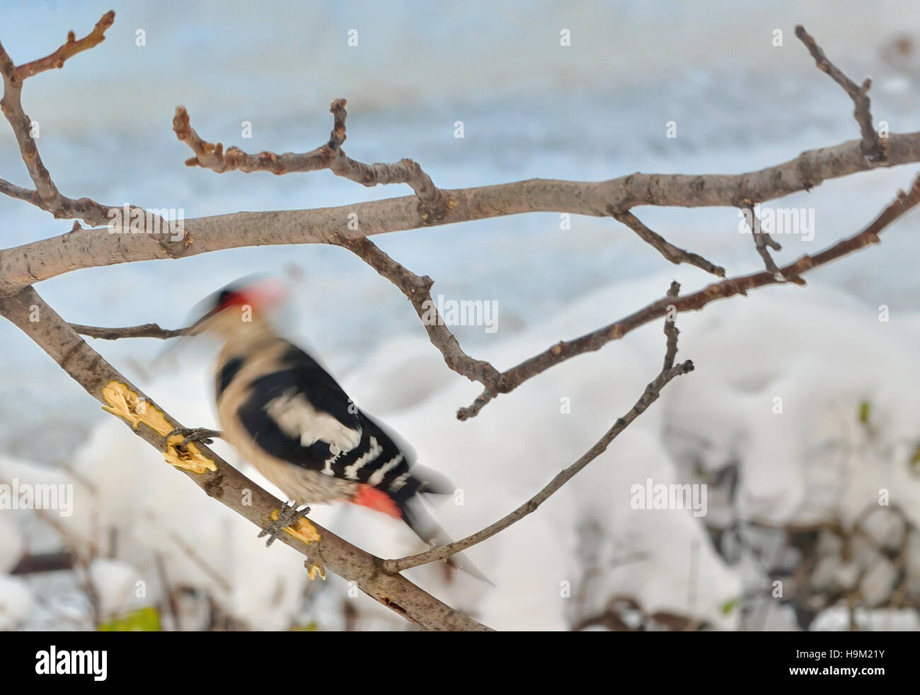 Great Spotted Woodpecker (Dendrocopos major Stock Photo - Alamy