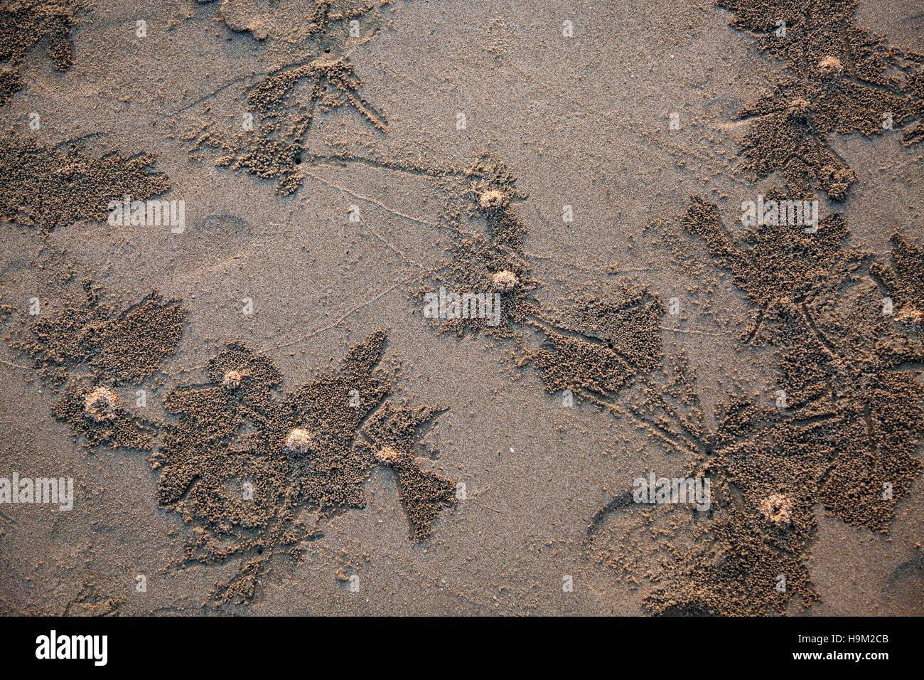Ghost Crab Burrows Kho Jum Thailand Stock Photo - Alamy