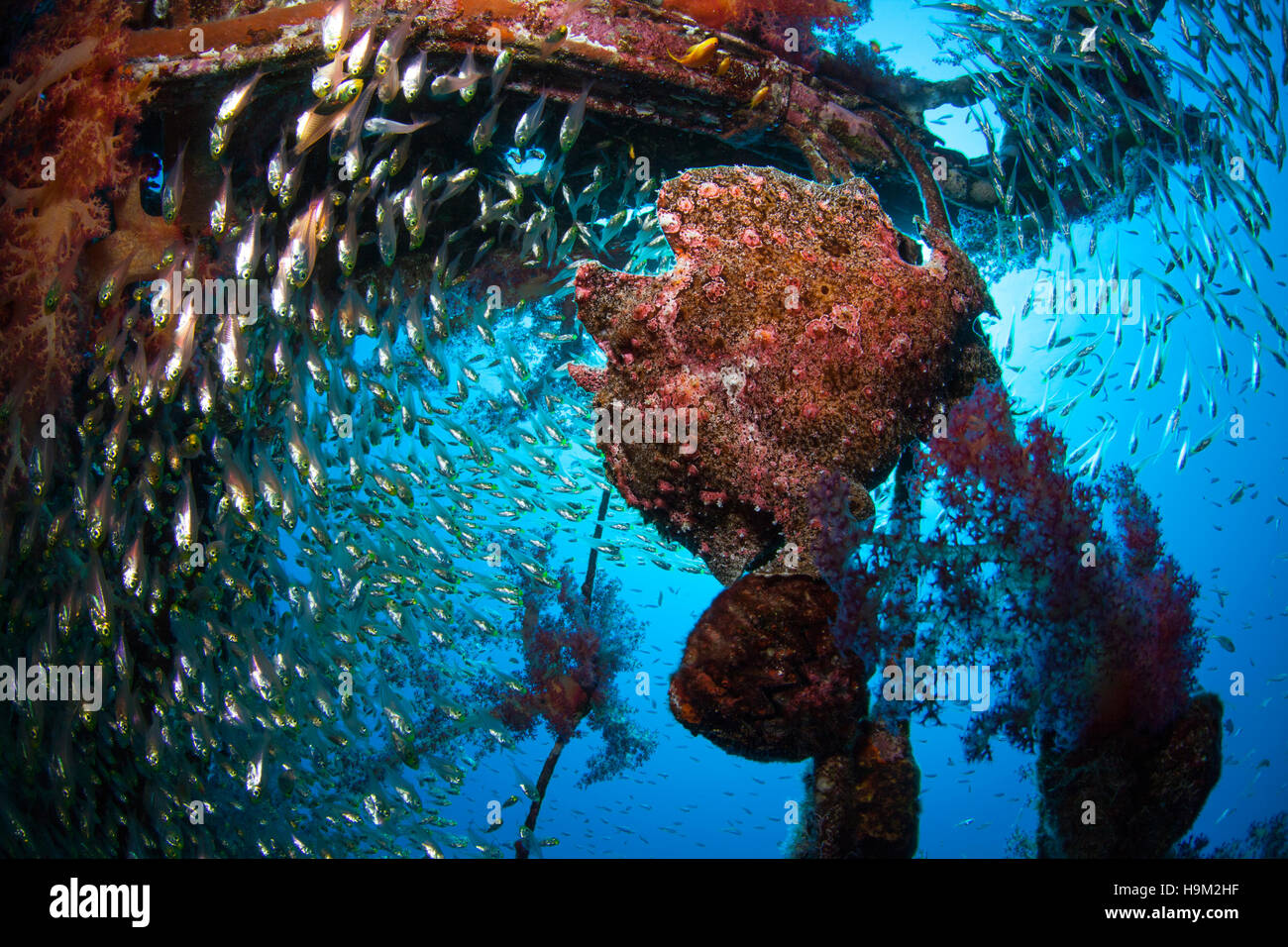 Frogfish or Painted Anglerfish (Antennarius Pictus Stock Photo - Alamy