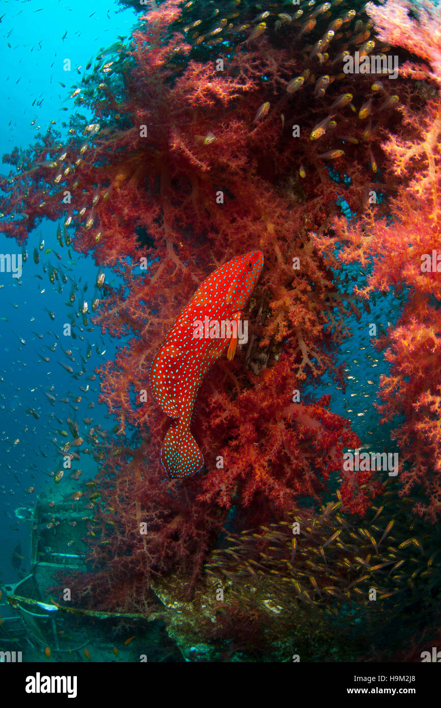 Coral Grouper Cephalopholis Miniata with a backdrop of red ...
