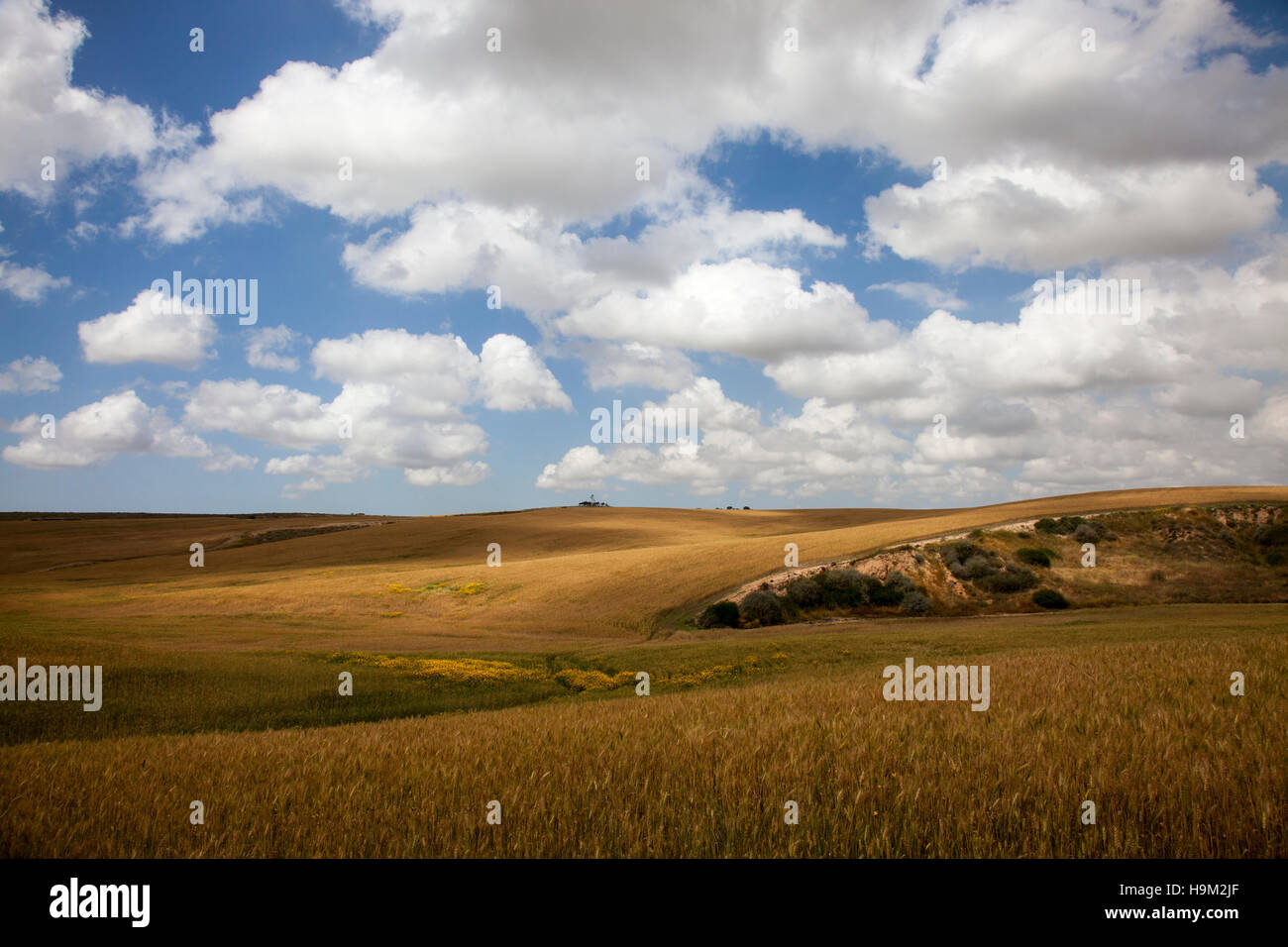 Golden Wheat Fields Israel Stock Photo - Alamy