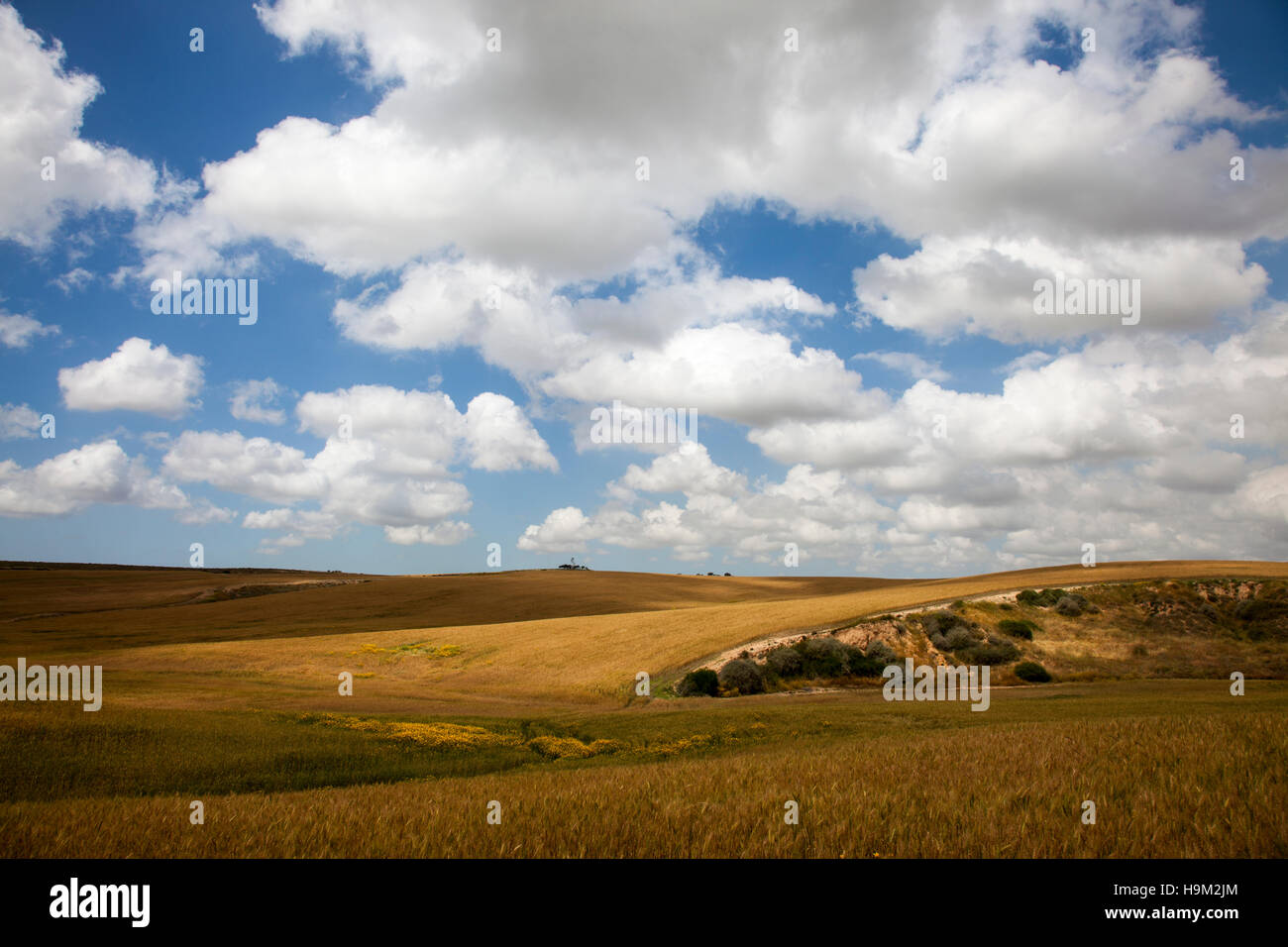 Golden Wheat Fields Israel Stock Photo - Alamy
