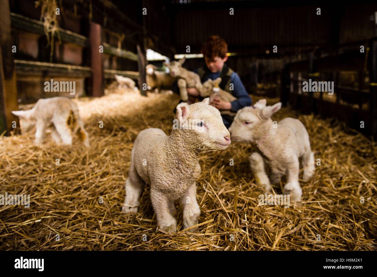 Newborn orphaned lambs in the lambing shed at the Olde House, Chapel ...
