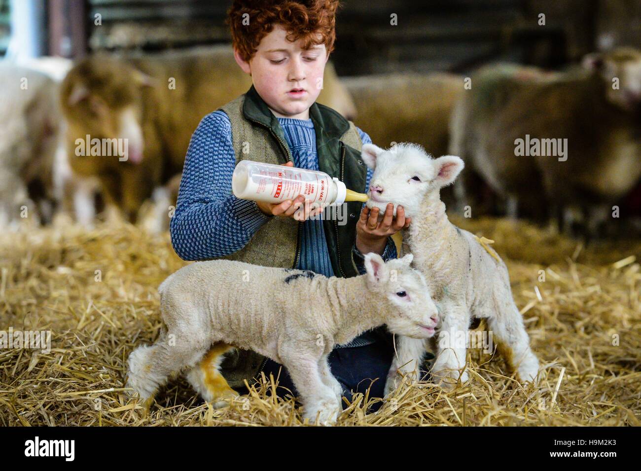 Jack Crystal, 10, from Halifax, feeds newborn orphaned lambs in the ...