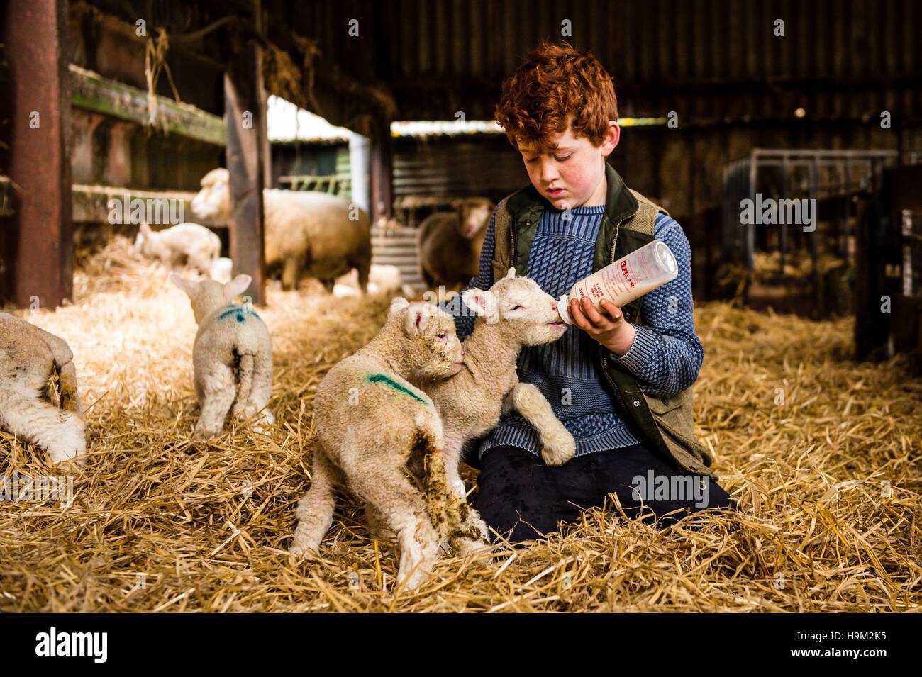 Jack Crystal, 10, from Halifax, feeds newborn orphaned lambs in the ...