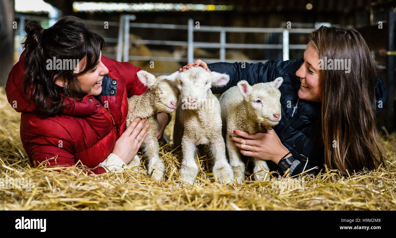 Laura Sherlock, 21, (left) and Holly Gear, 23, visiting the lambing ...
