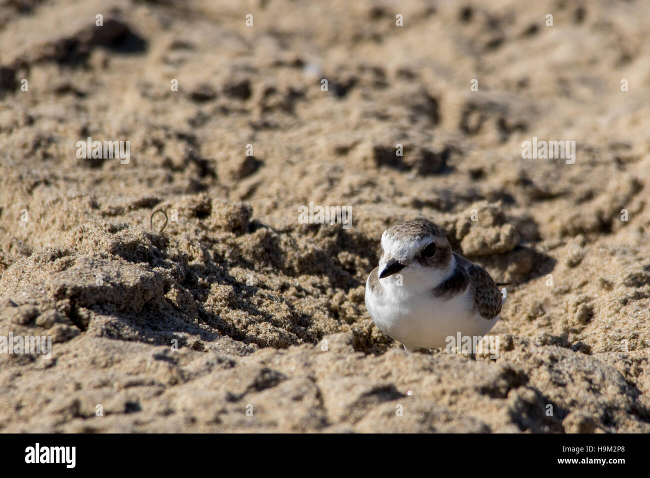 The Cute Little Snowy Plover Walking Around the Beach Stock Photo - Alamy