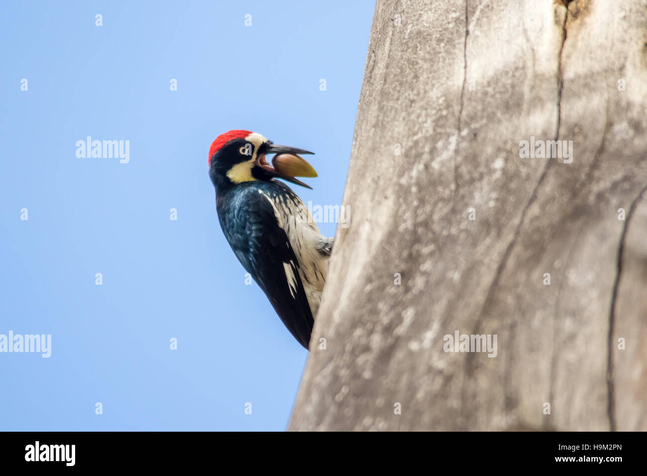 The Acorn Woodpicker Picking Tree Trunk for Acorn Stock Photo - Alamy