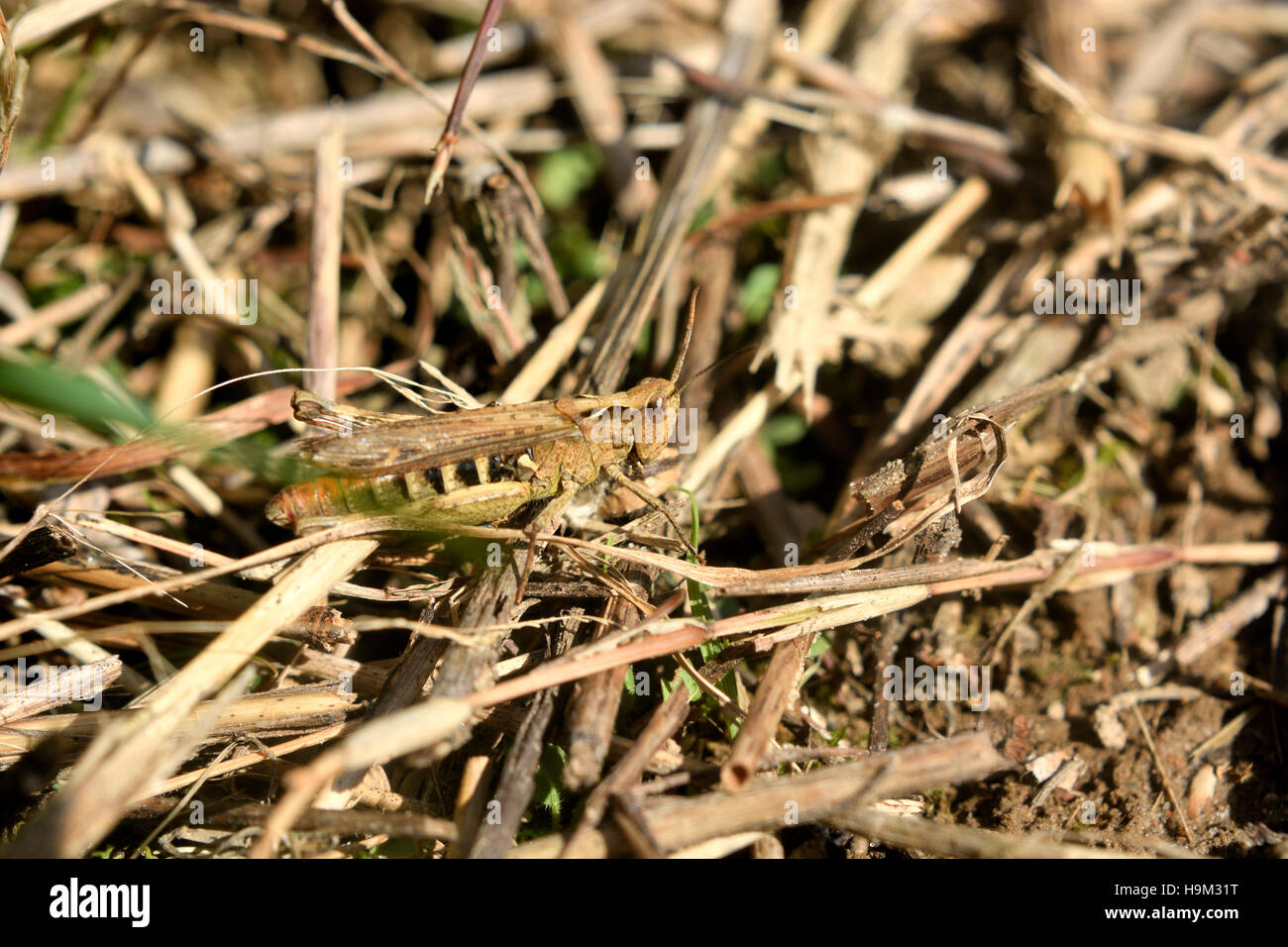 Withered leg hi-res stock photography and images - Alamy